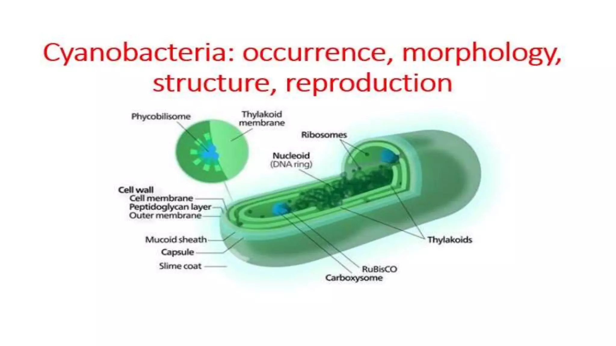 Cynobacteria Structure and Reproduction | PPTX