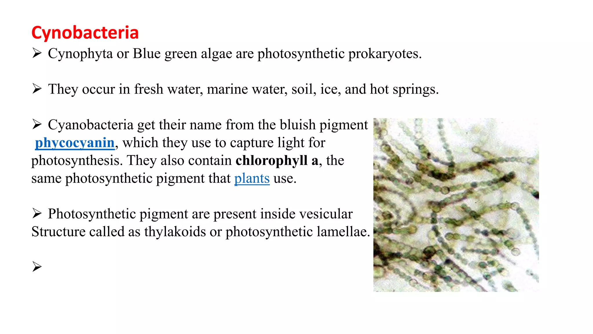 Cynobacteria Structure and Reproduction | PPTX