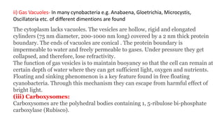 Cynobacteria Structure and Reproduction | PPTX