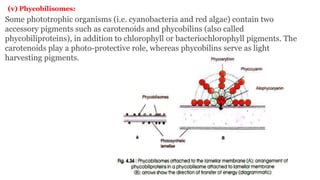 Cynobacteria Structure and Reproduction | PPTX