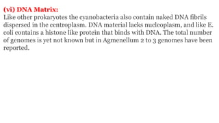 Cynobacteria Structure and Reproduction | PPTX