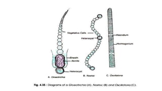 Cynobacteria Structure and Reproduction | PPTX