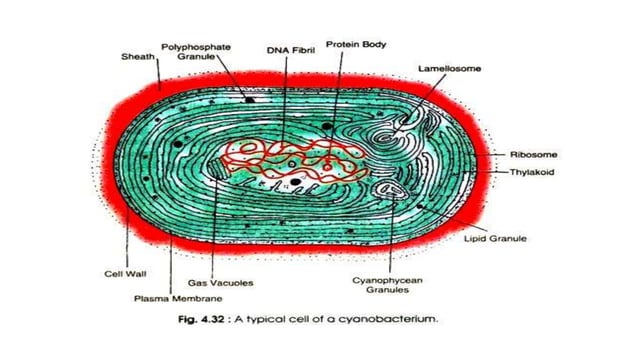 Cynobacteria Structure and Reproduction | PPTX