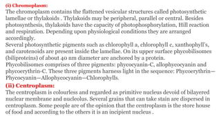 Cynobacteria Structure and Reproduction | PPTX