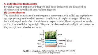Cynobacteria Structure and Reproduction | PPTX