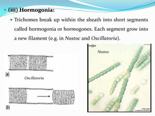 Oscillatoria Filament Labeled