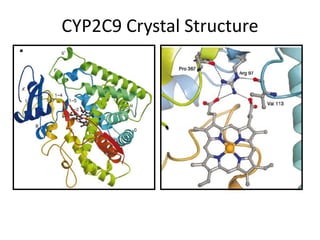 CYP2C9 Haplotype Structure and Association with Clinical Outcomes | PPTX