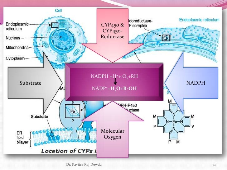 Cyp450 Pavitraraj