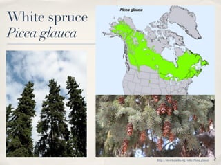 Annotating the cytochrome P450 CYP720B gene family in white spruce | PDF