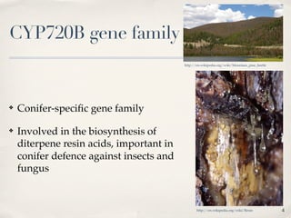 Annotating the cytochrome P450 CYP720B gene family in white spruce | PDF