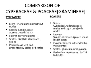 CYPERACEAE AND POACEAE.pptx