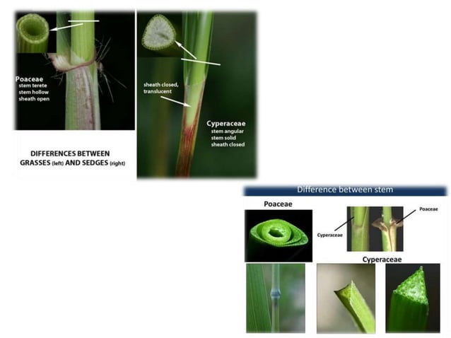 CYPERACEAE AND POACEAE.pptx | Agriculture | Industries