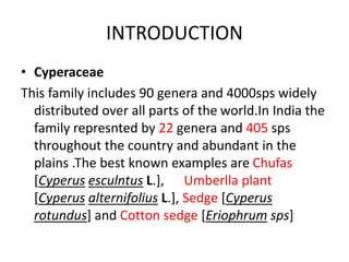 CYPERACEAE AND POACEAE.pptx
