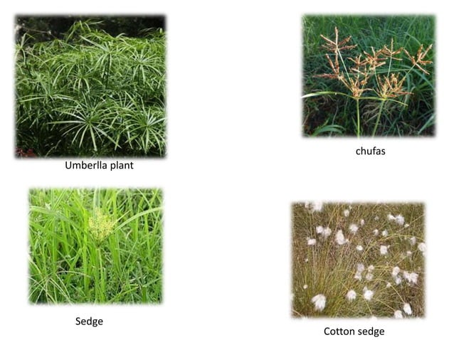 CYPERACEAE AND POACEAE.pptx | Agriculture | Industries