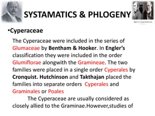 CYPERACEAE AND POACEAE.pptx