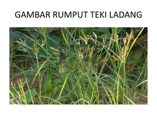 Cyperus rotundus.3.pptx