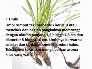 Cyperus rotundus.3.pptx