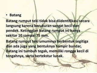 Cyperus rotundus.3.pptx