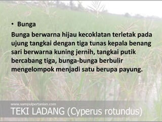 Cyperus rotundus.3.pptx