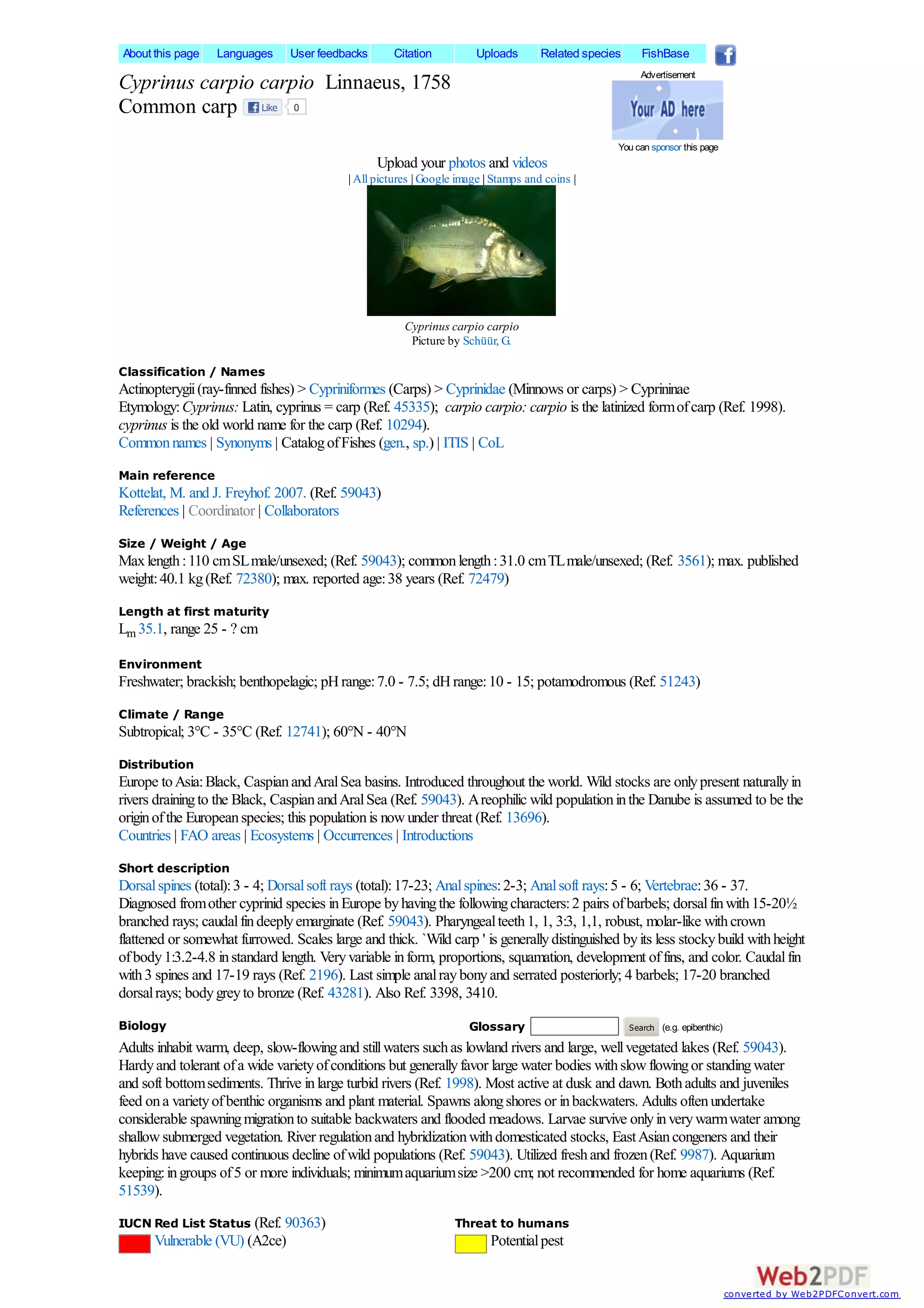 Cyprinus carpio | PDF