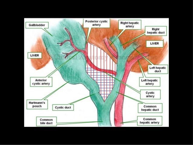 Cystic artery anomalies
