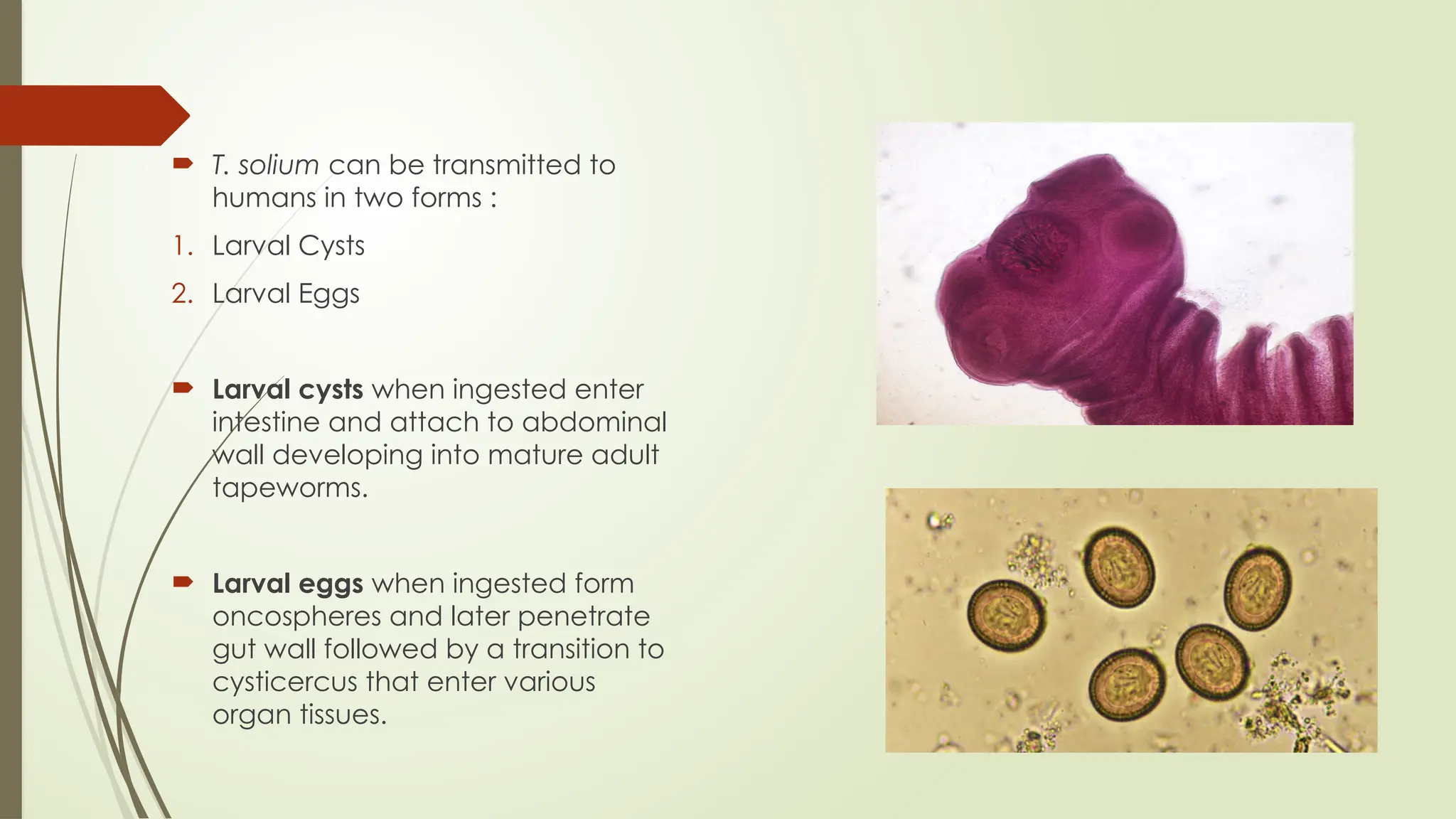 CYSTICERCOSIS topic medical college.pptx