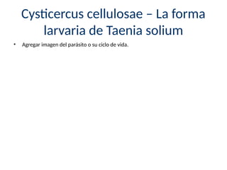 Cysticercus_Cellulosae_Presentacion.pptx