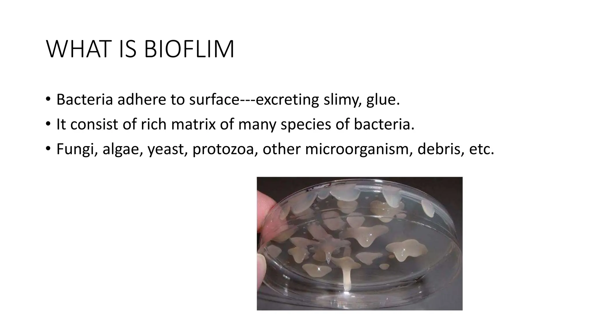 CYSTIC FIBROSIS .Pseudomonas aeruginosa biofilm | PPTX