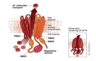 CYSTIC FIBROSIS - TYPES CAUSES AND FUNCTIONAL CLASSES OF CFTR GENE ...