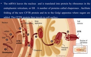 CYSTIC FIBROSIS - TYPES CAUSES AND FUNCTIONAL CLASSES OF CFTR GENE ...