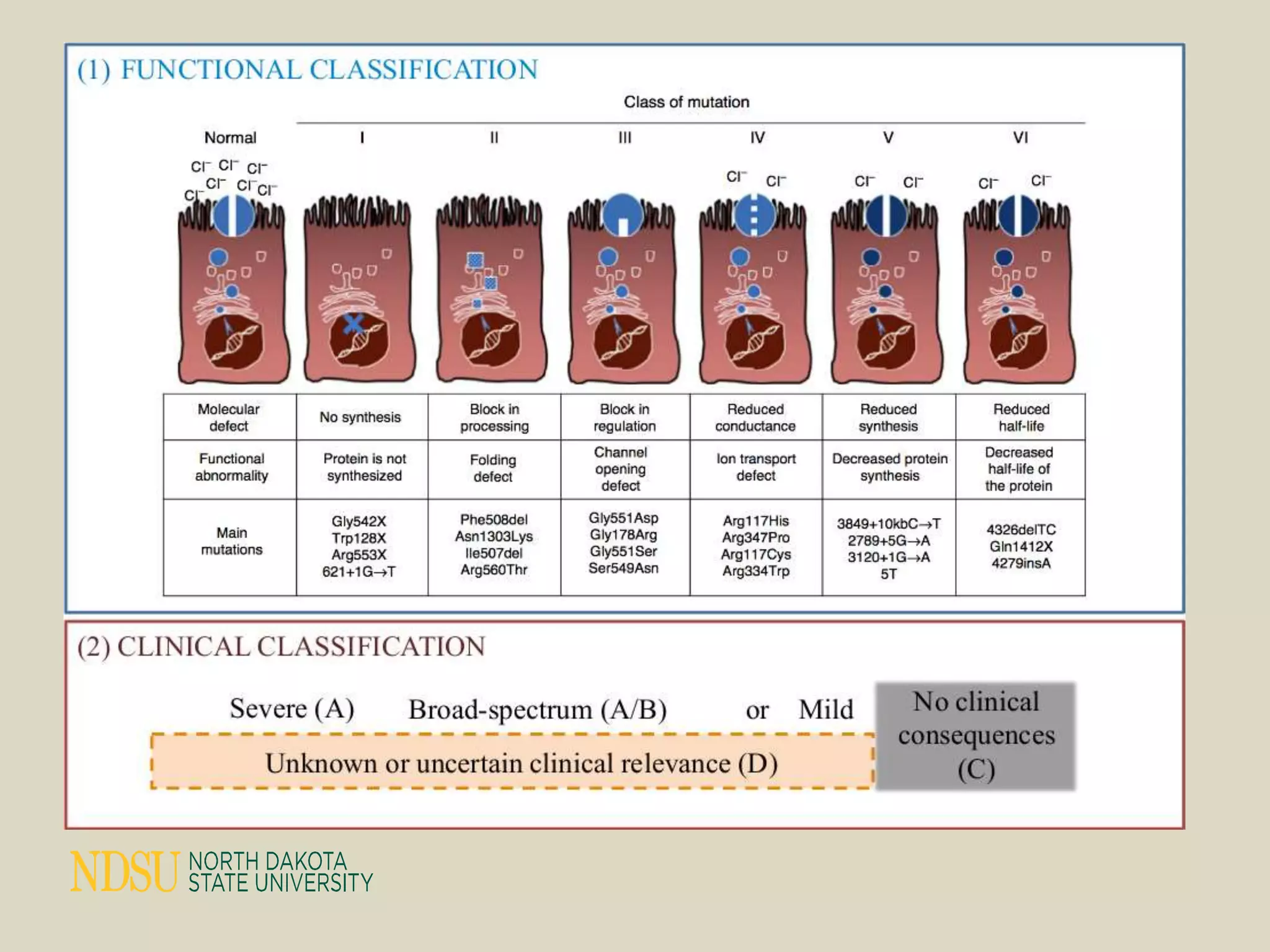 Cystic fibrosis case study | PPTX