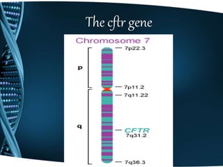 Cystic Fibrosis Chromosome 7