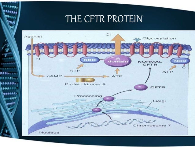 Cystic fibrosis (genetics)