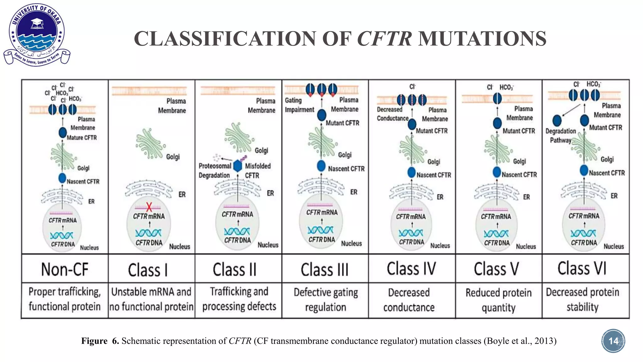 Cystic Fibrosis (CFTR) gene.pptx