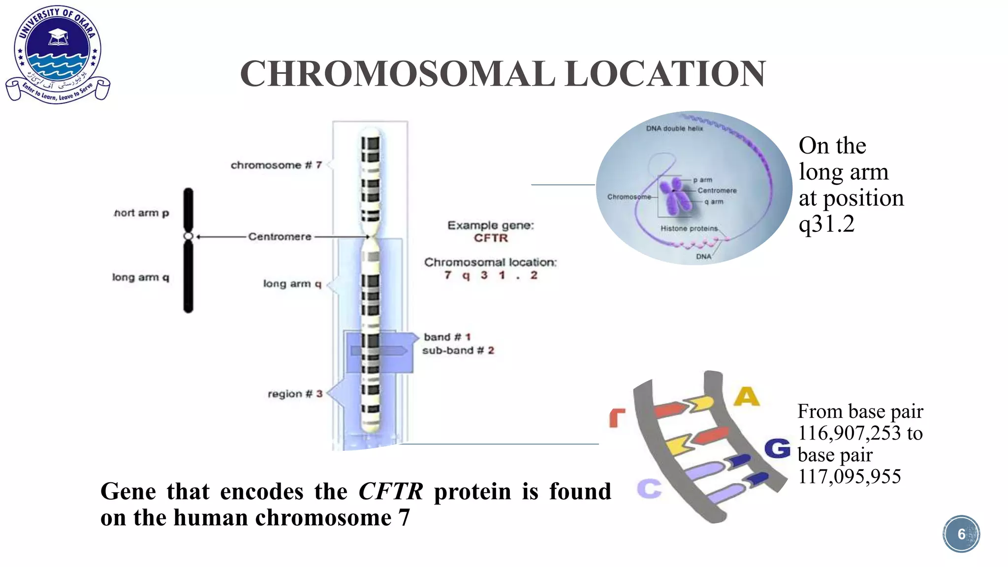 Cystic Fibrosis (CFTR) gene.pptx