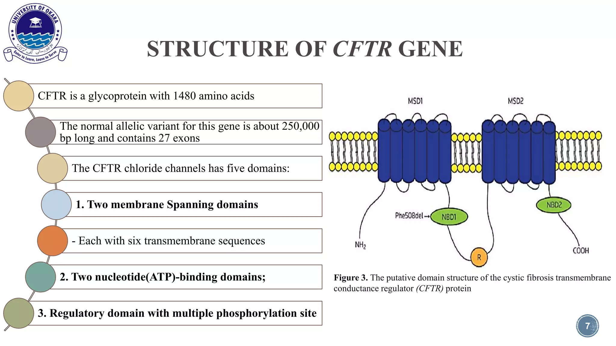 Cystic Fibrosis (CFTR) gene.pptx
