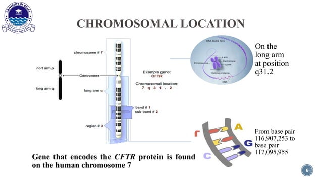 Cystic Fibrosis (CFTR) gene.pptx