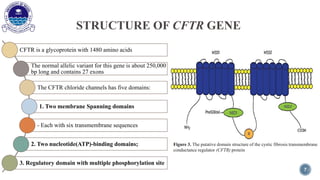 Cystic Fibrosis (CFTR) gene.pptx