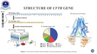 Cystic Fibrosis (CFTR) gene.pptx