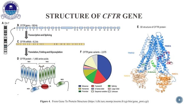 Cystic Fibrosis (CFTR) gene.pptx