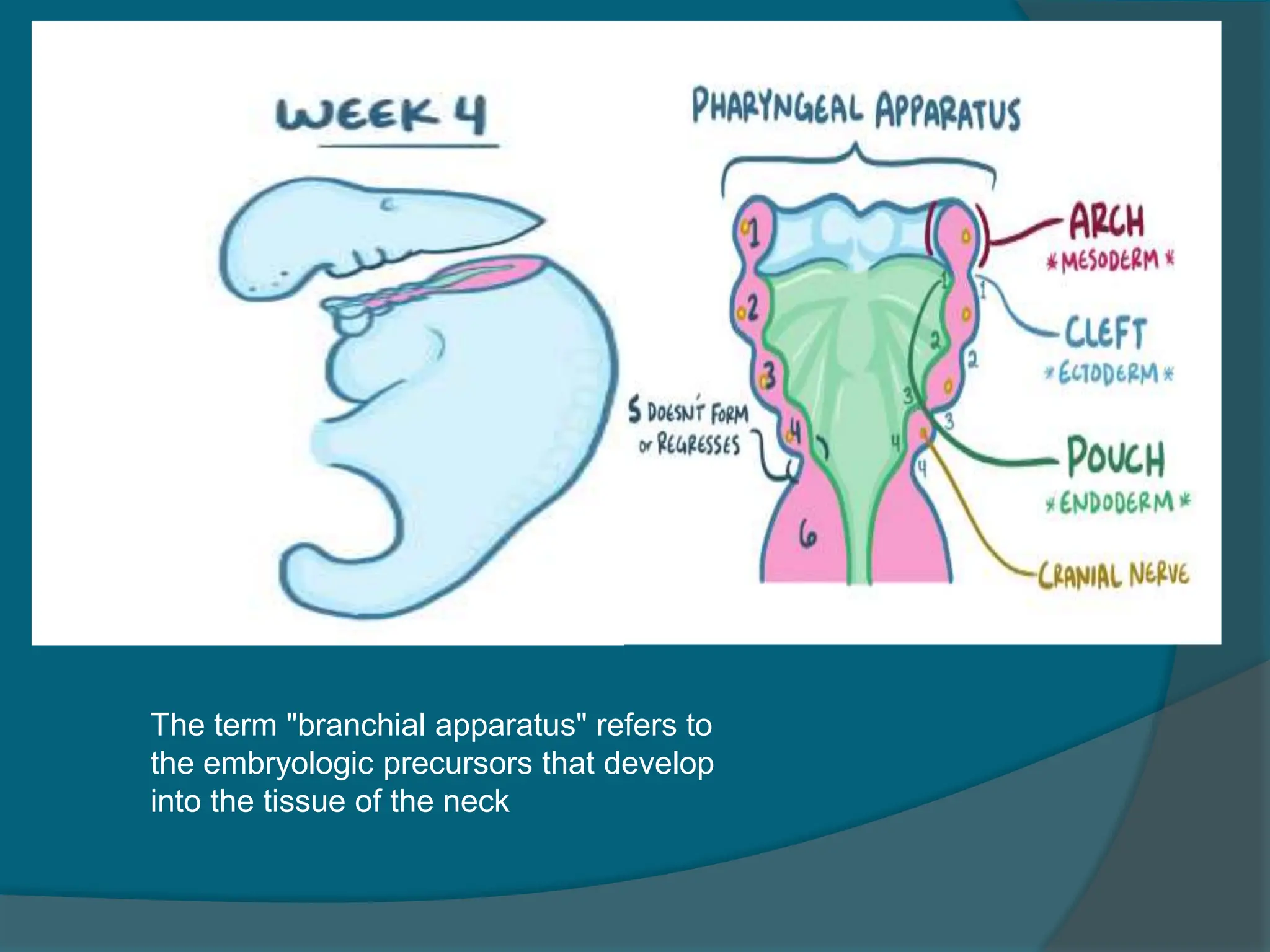 cystic neck lesions congenital and acquired | PPTX