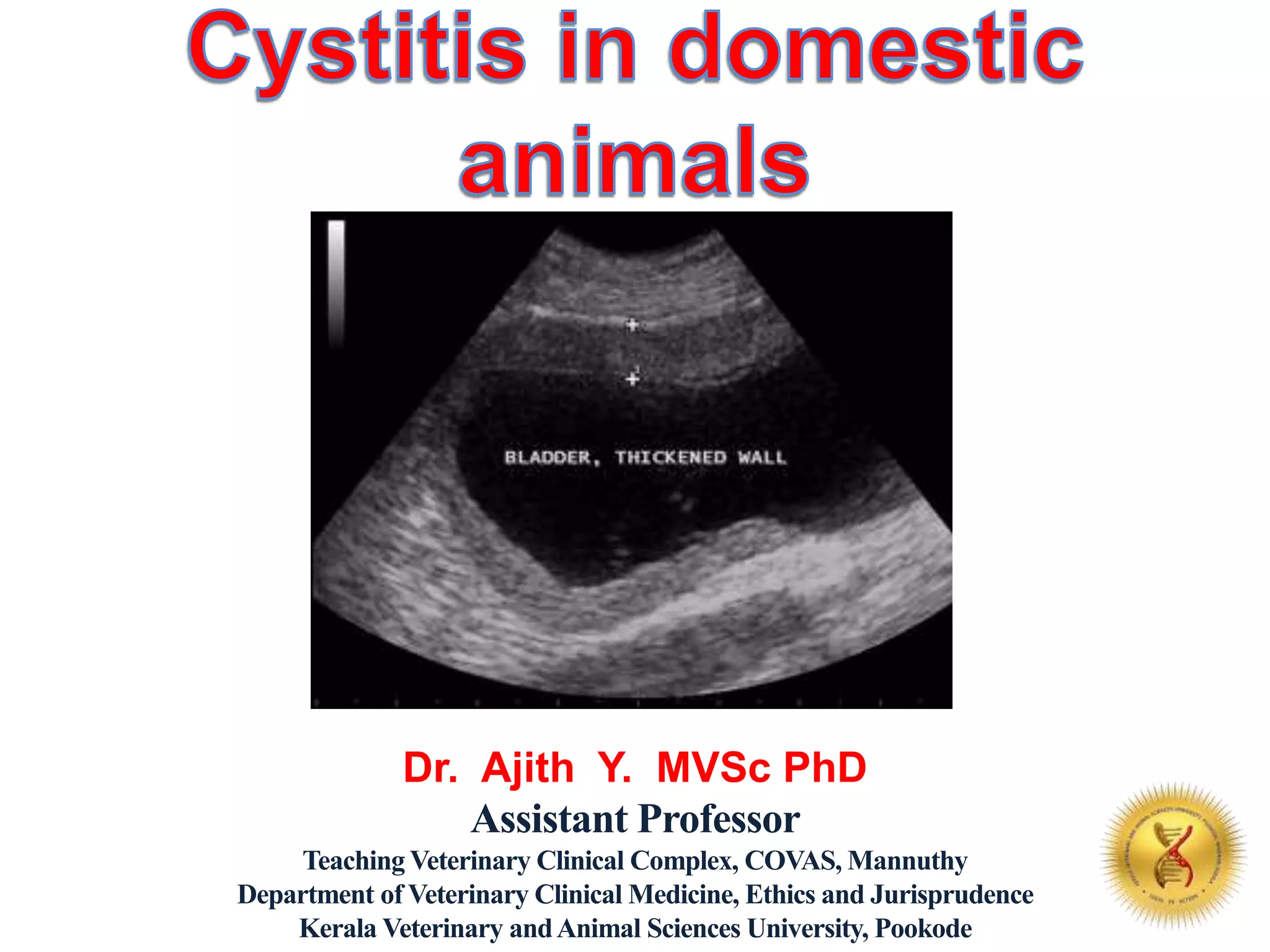 Cystitis in domestic animals | PPTX