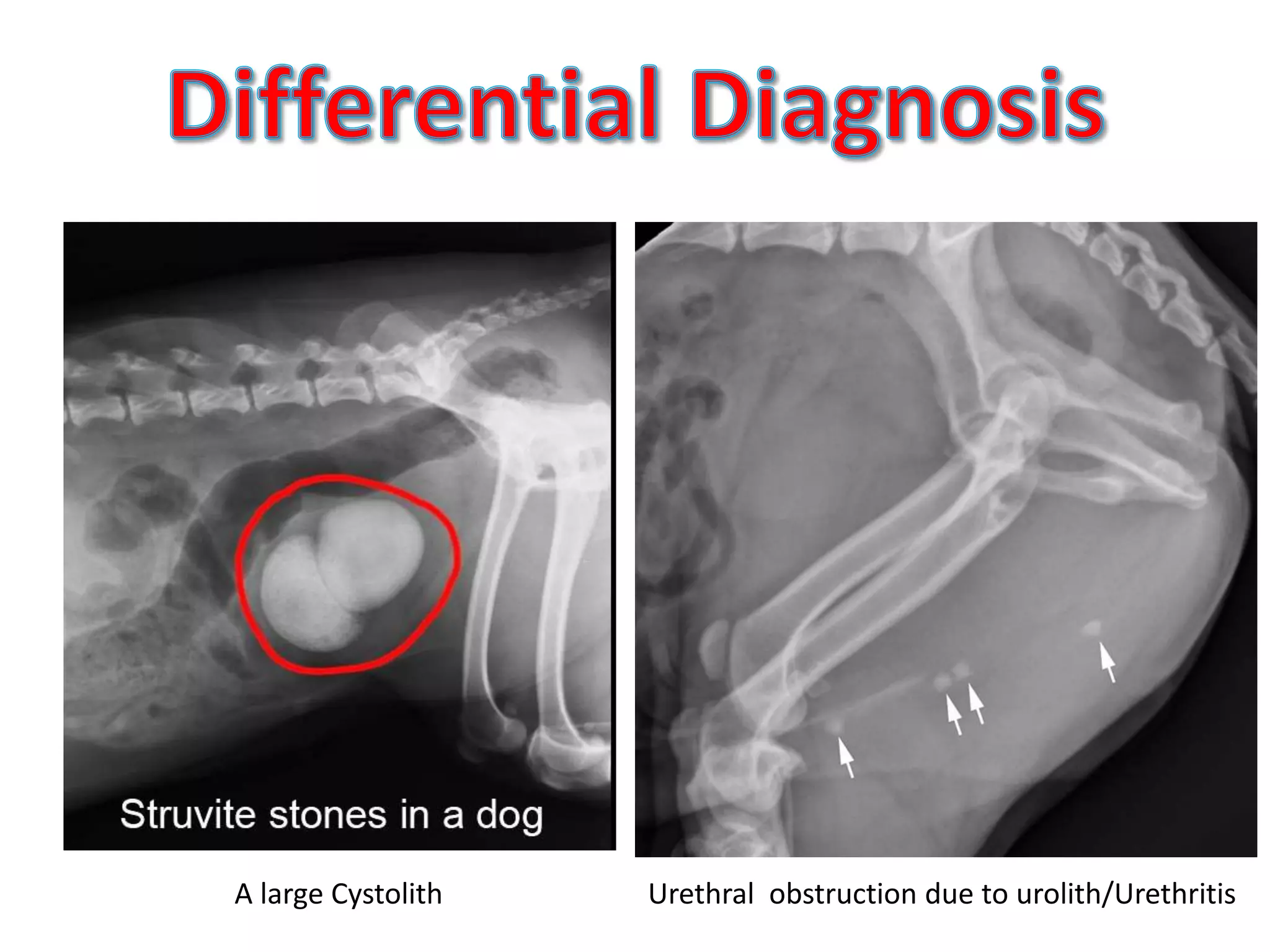 Cystitis in domestic animals | PPTX