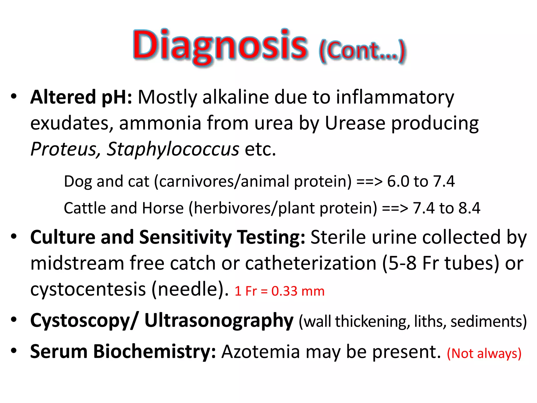 Cystitis in domestic animals | PPTX