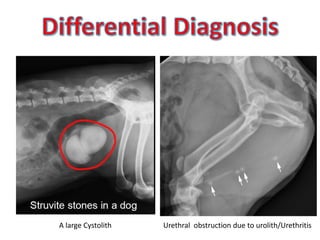 Cystitis in domestic animals | PPTX