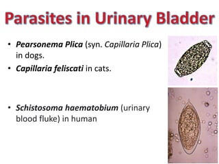 Cystitis in domestic animals | PPTX