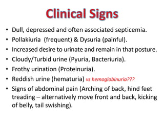 Cystitis in domestic animals | PPTX
