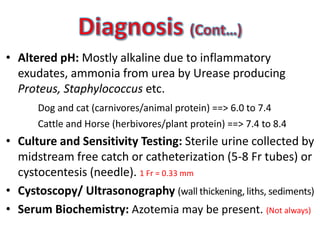 Cystitis in domestic animals | PPTX