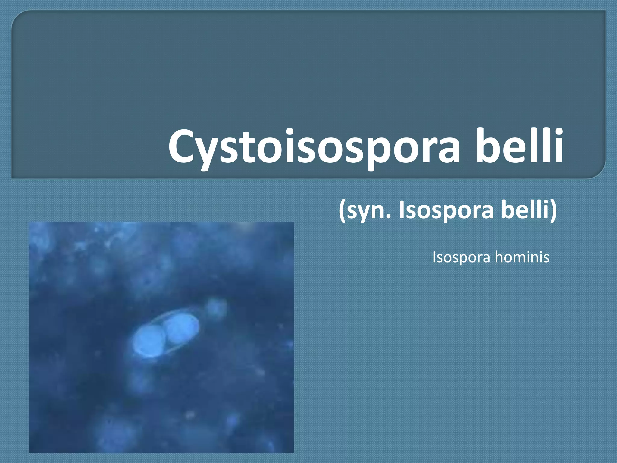 Cystoisospora Belli | PPT