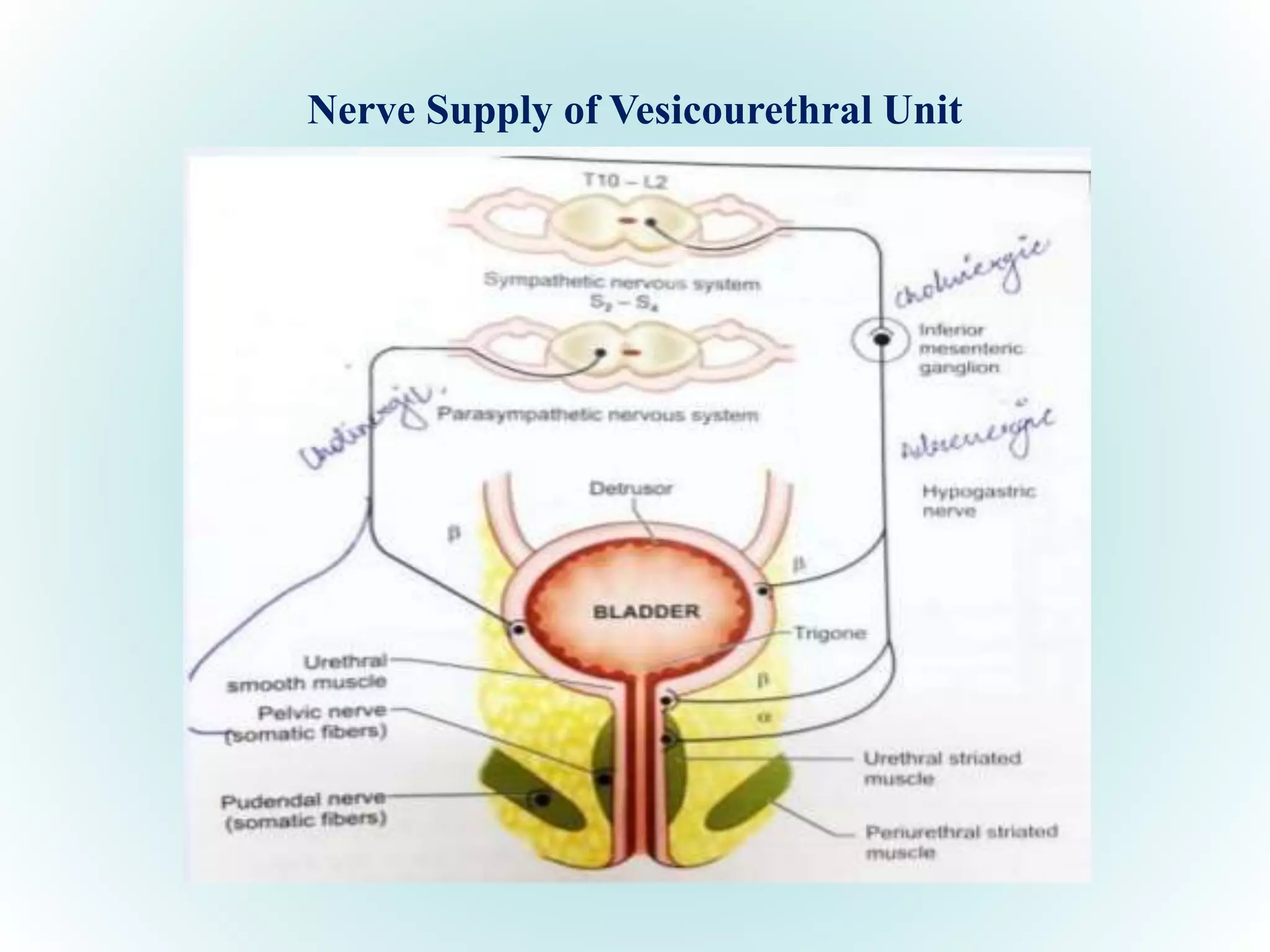 Cystometrogram Storage Phase | PPTX